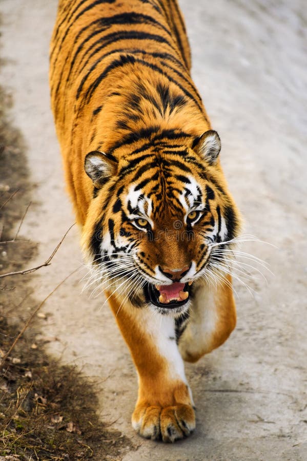 Beautiful Amur tiger stock image. Image of catwalk, wildcat - 156020883