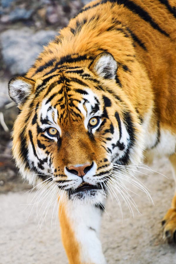 Beautiful Amur tiger stock photo. Image of beauty, wild - 156020986