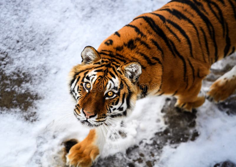 Beautiful Amur Tiger on Snow. Tiger in Winter Forest Stock Image ...