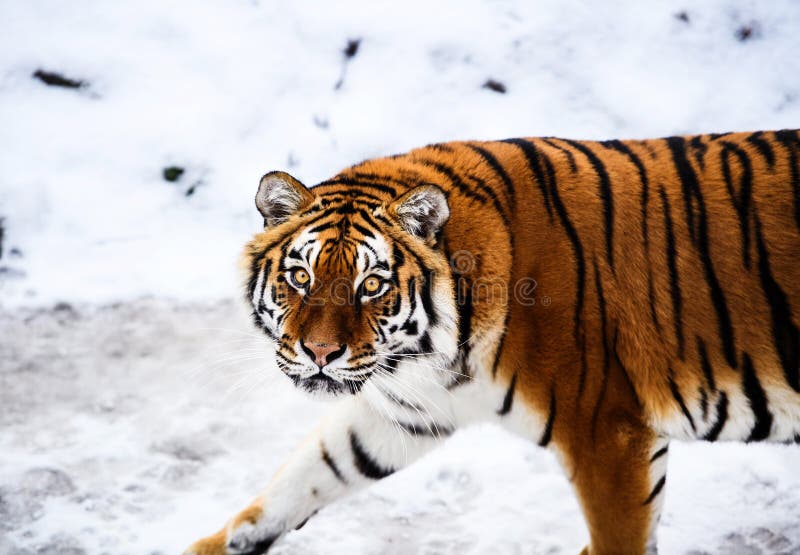 Beautiful Amur Tiger on Snow. Tiger in Winter Forest Stock Photo ...