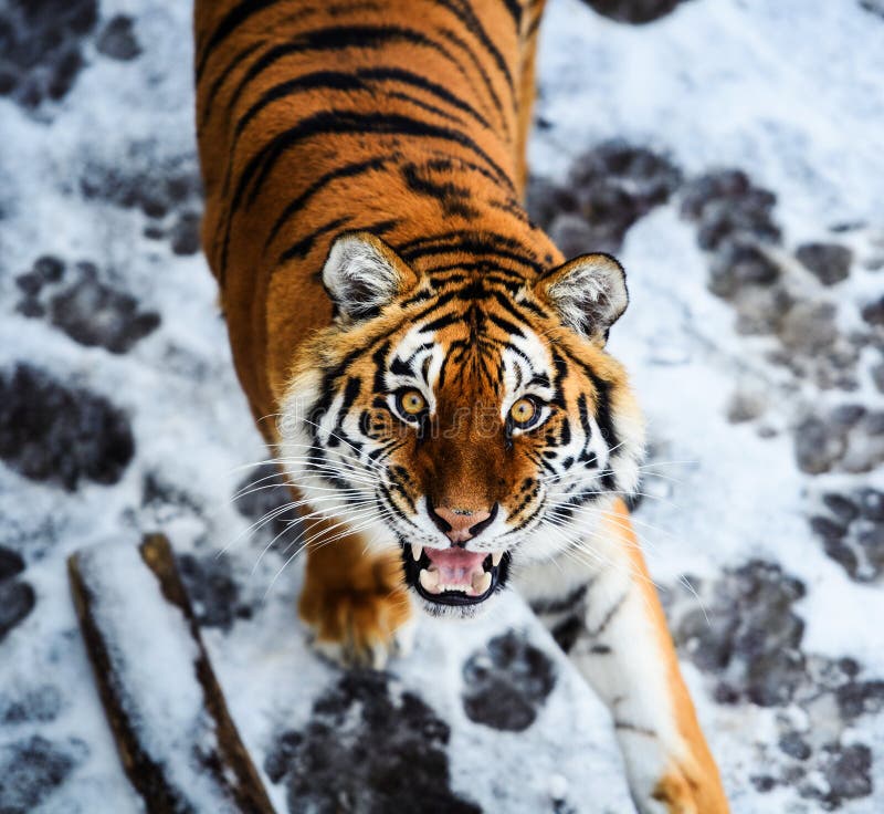 Beautiful Amur Tiger on Snow. Tiger in Winter Forest Stock Photo ...
