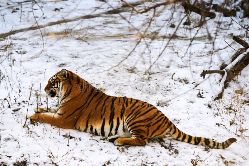 Beautiful Amur Tiger on Snow. Tiger in Winter Forest Stock Photo ...
