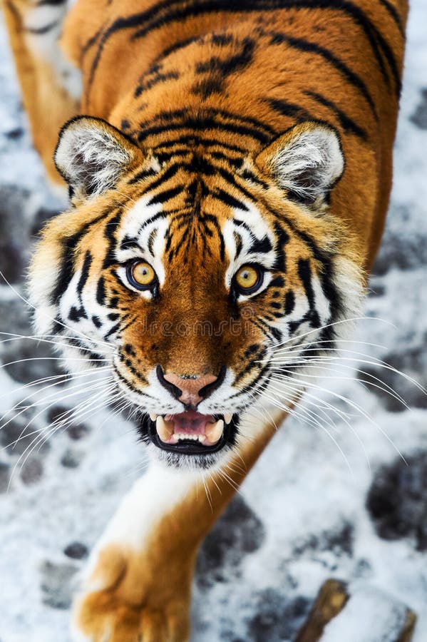 Beautiful Amur Tiger on Snow. Tiger in Winter Forest Stock Image ...