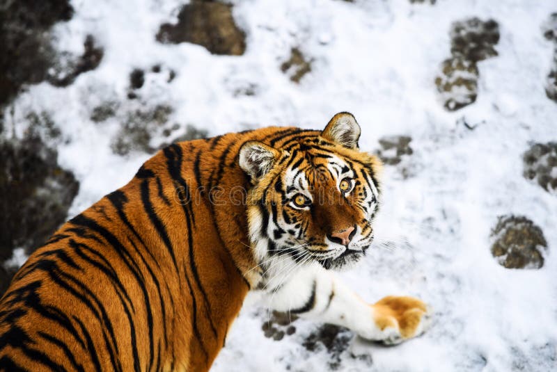 Beautiful Amur Tiger on Snow. Tiger in Winter Forest Stock Image ...