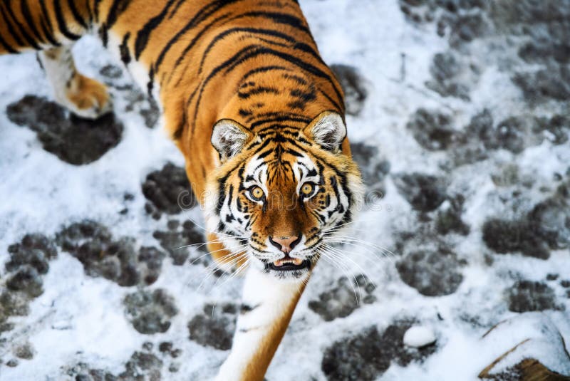 Beautiful Amur Tiger on Snow. Tiger in Winter Forest Stock Photo ...
