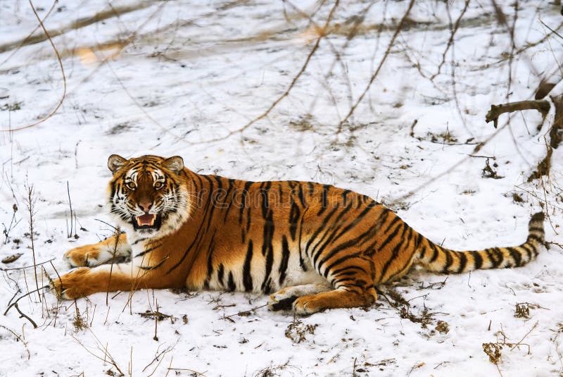 Beautiful Amur Tiger on Snow. Tiger in Winter Forest Stock Photo ...
