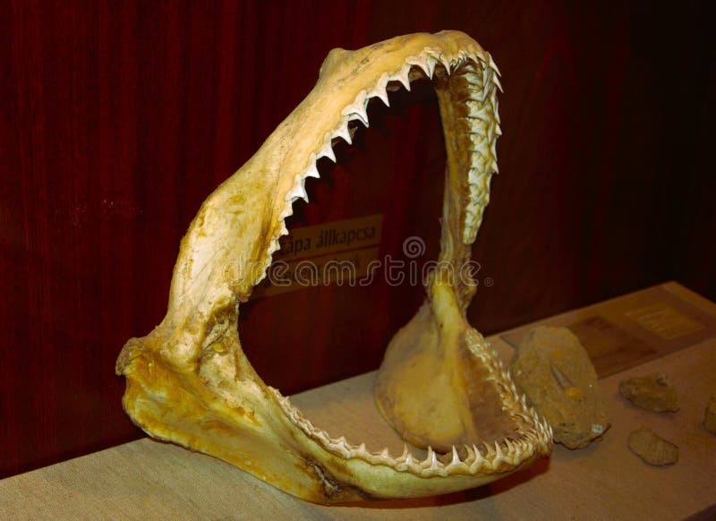 Ancient Shark Teeth and Jaw on Display. Editorial Photography - Image ...