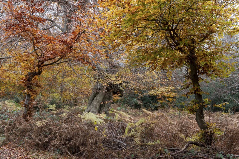Beautiful Ancient Trees in Their Autumn Colors, Burnham Beeches ...