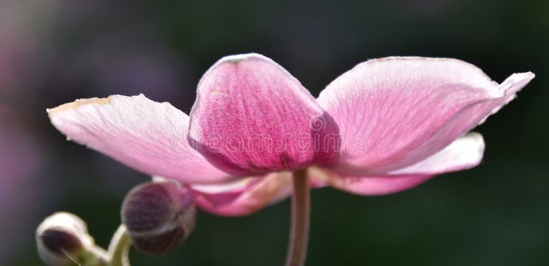 Beautiful Anemone stock photo. Image of flora, floral - 98677272