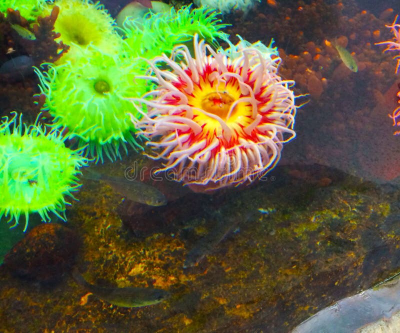 Anemone in intense colors stock image. Image of intense - 98636341