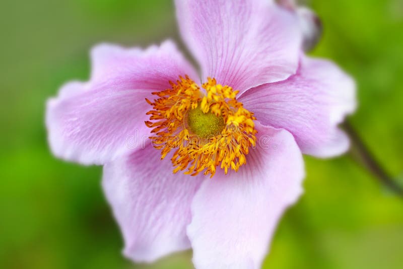Beautiful Anemone stock photo. Image of close, pedals - 98677324