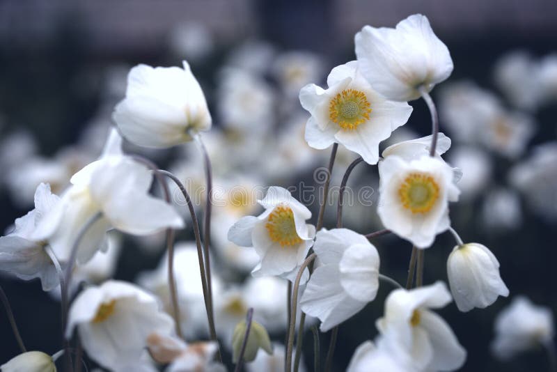 Beautiful Anemone at the Garden Stock Photo - Image of windflower ...