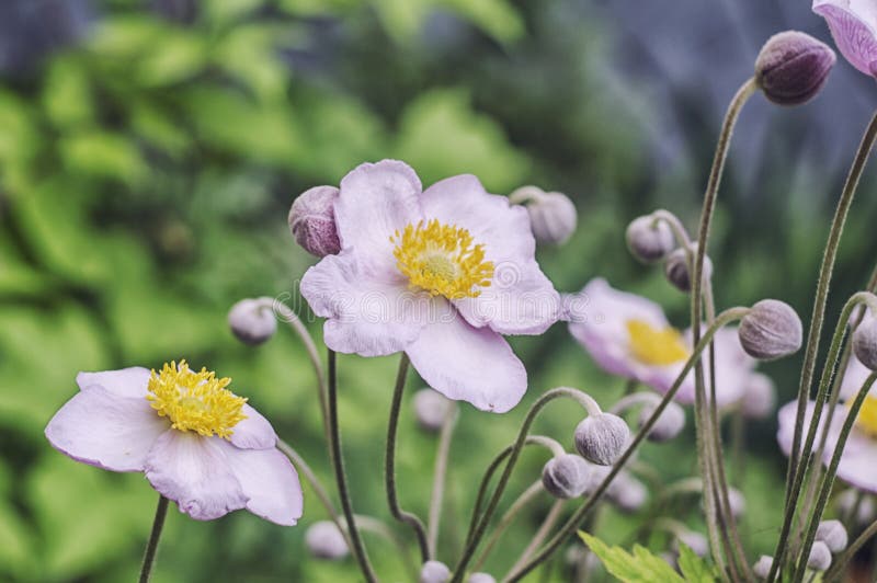 Beautiful Anemones on a Summer Meadow. Stock Photo - Image of farm ...