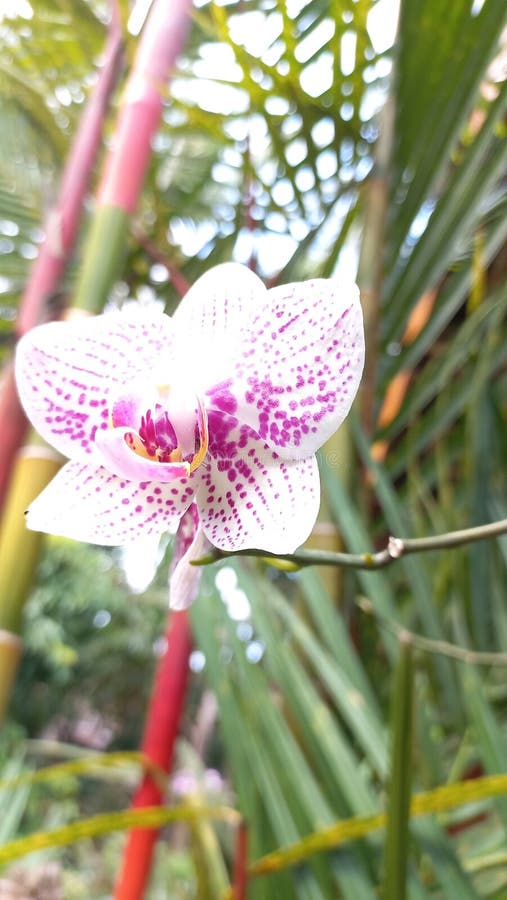 Beautiful Anggrek the Indonesia Flower Red and White Stock Photo ...