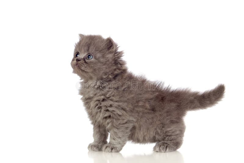 Beautiful Angora Kitten with Gray and Soft Hair Stock Image - Image of ...