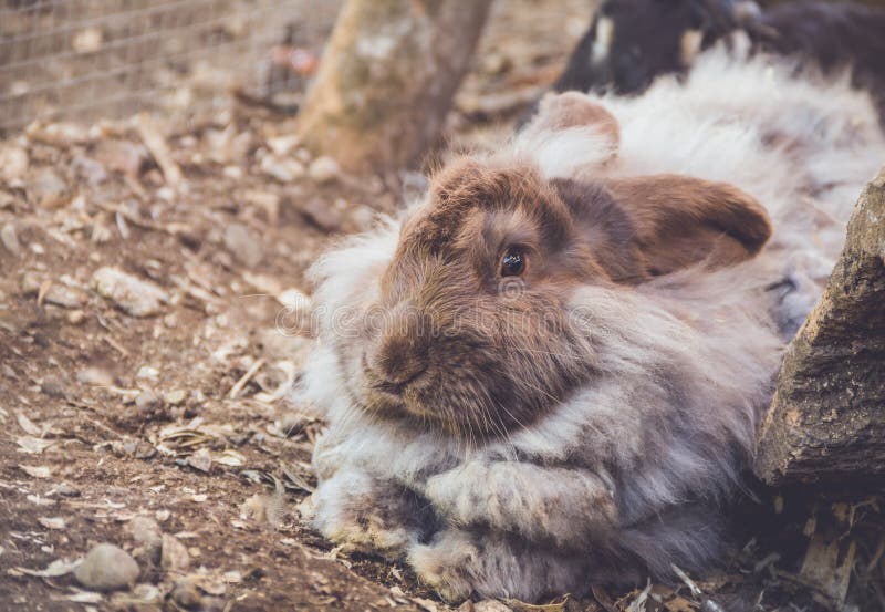 Beautiful Angora Rabbit Relaxes in the Shade Vintage Setting Stock ...