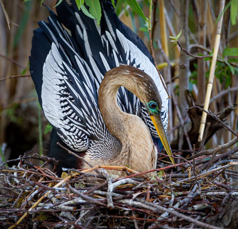 Beautiful Anhinga Posed upon Her Nest while Drying Her Wings. Stock ...