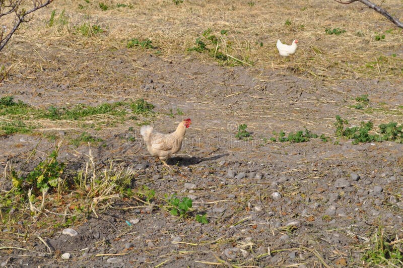 The Beautiful Animal Chicken in the Natural Environment Farm Stock ...