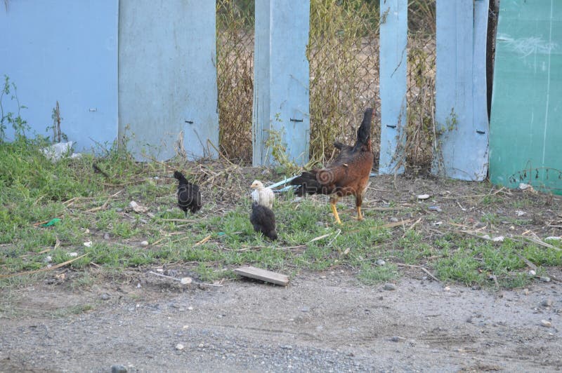 The Beautiful Animal Chicken in the Natural Environment Farm Stock ...