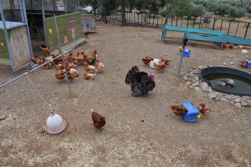 The Beautiful Animal Chicken in the Natural Environment Farm Stock ...