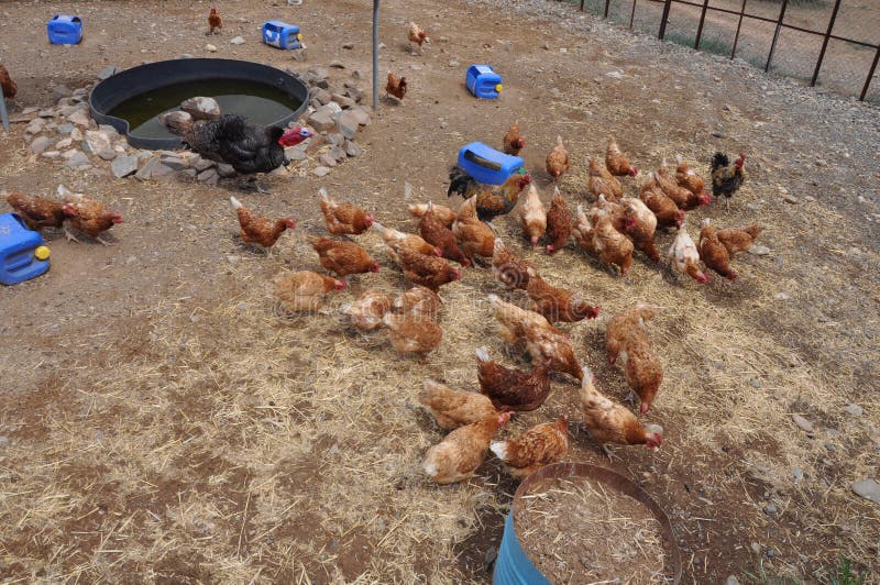 The Beautiful Animal Chicken in the Natural Environment Farm Stock ...