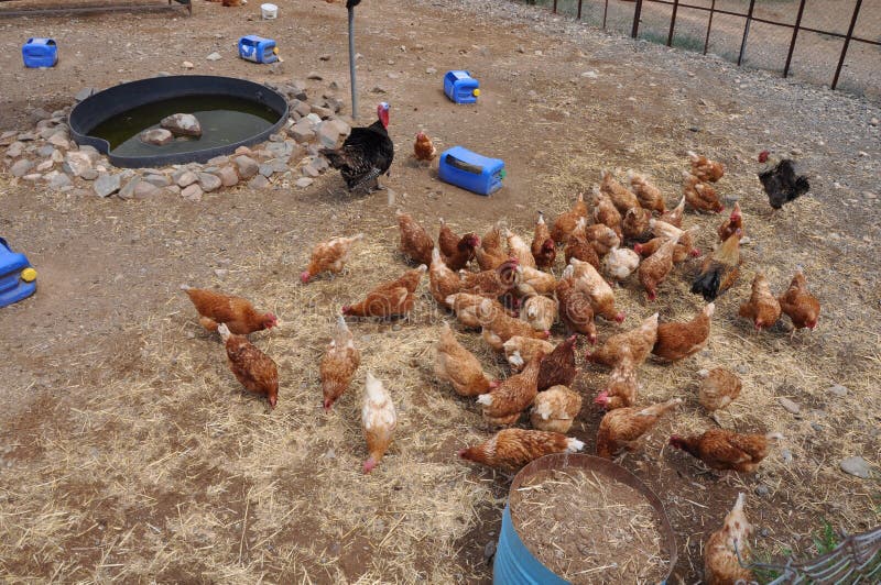 The Beautiful Animal Chicken in the Natural Environment Farm Stock ...