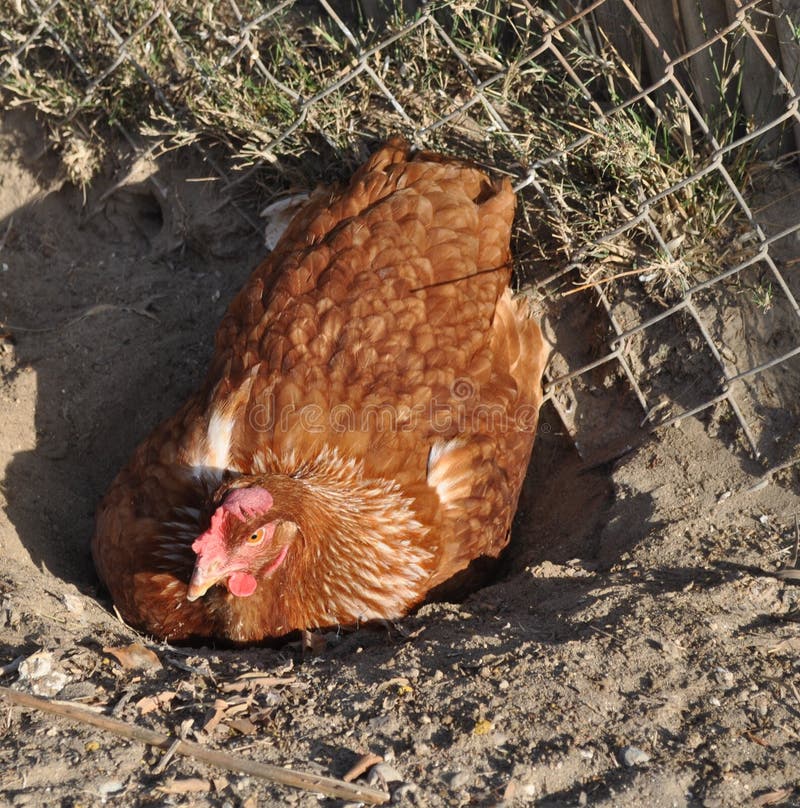 The Beautiful Animal Chicken in the Natural Environment Farm Stock ...