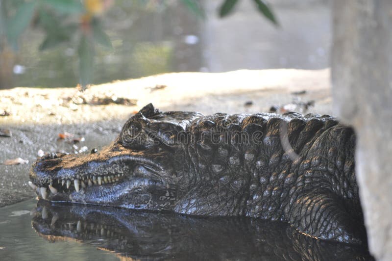 The Beautiful Animal Crocodile in the Natural Environment Farm Stock ...