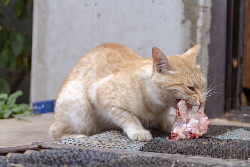 Beautiful Animal Ginger Cat Eats Meat Hungry Stock Image - Image of ...