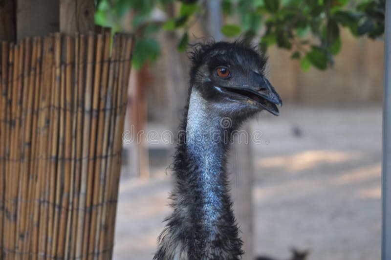 The Beautiful Animal Ostrich in the Natural Environment Farm Stock ...