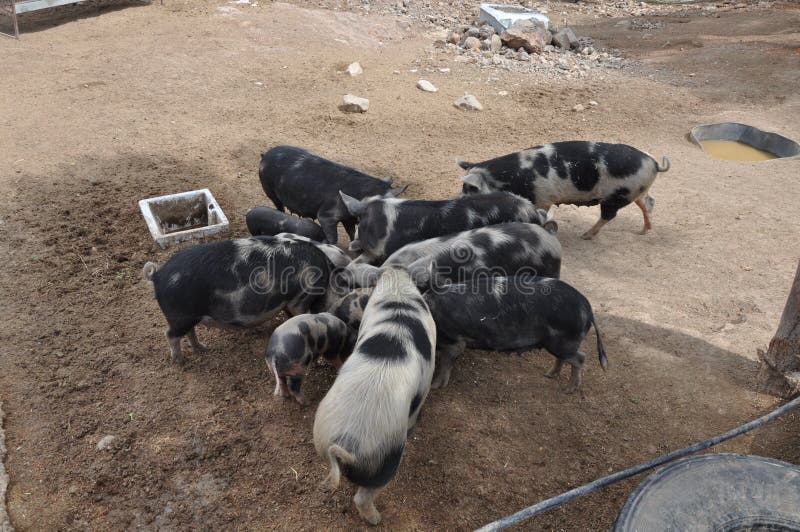 The Beautiful Animal Pig in the Natural Environment Farm Stock Image ...