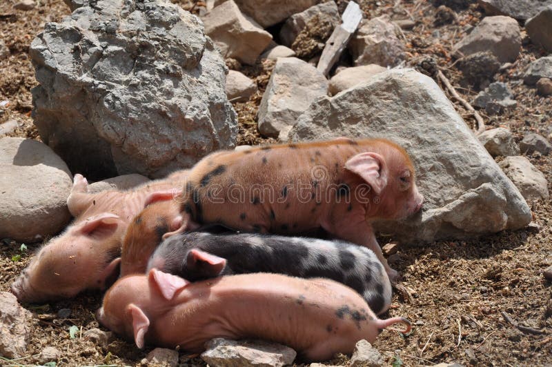 The Beautiful Animal Pig in the Natural Environment Farm Stock Image ...