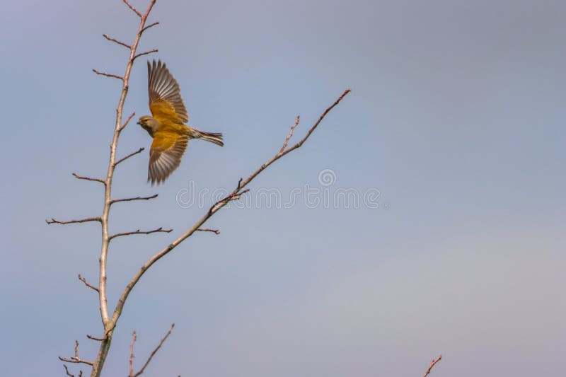 A Beautiful Animal Portrait of a Songbird Flying between Two Tree ...