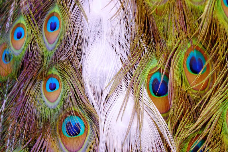 Close Up Peacock Tail Pattern with Multicolor Details for Background ...