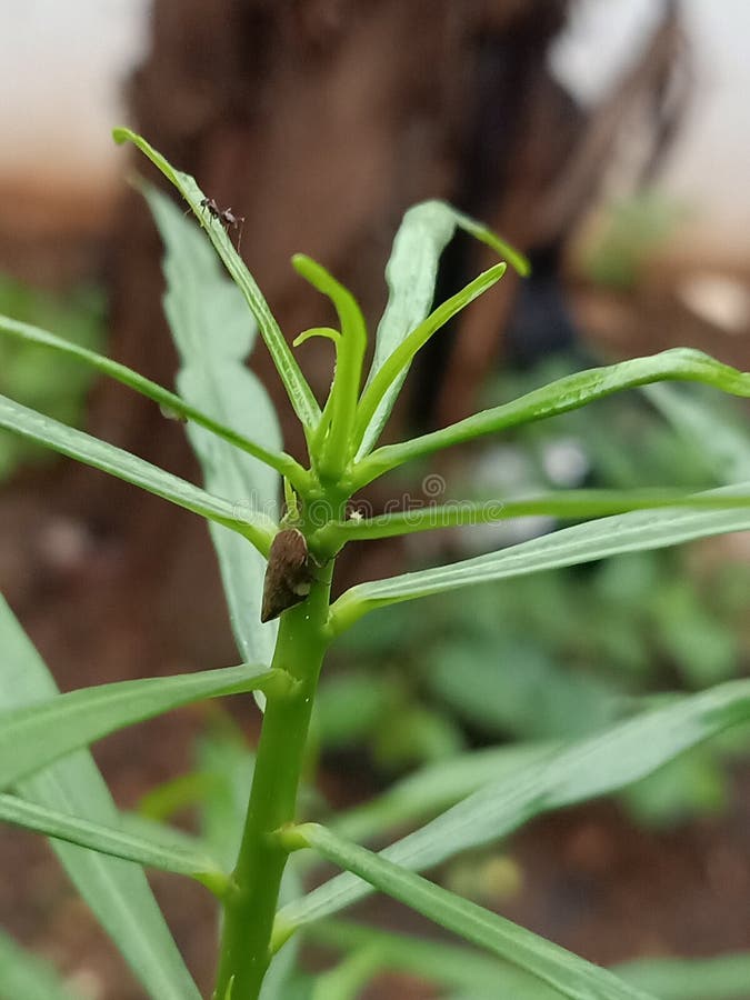 Beautiful animal tree stock image. Image of produce - 208705809