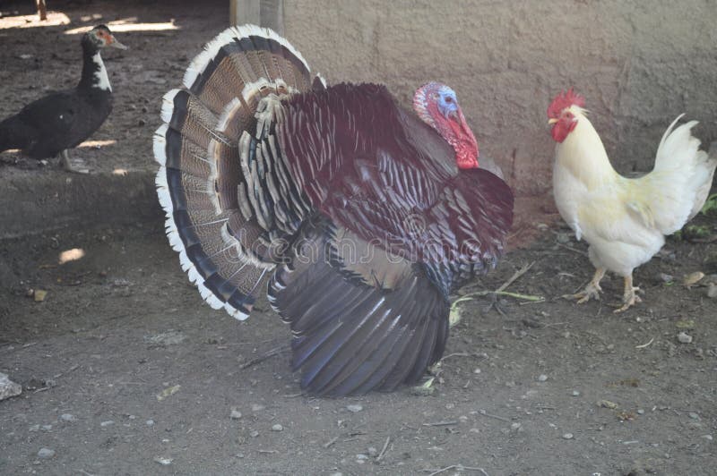 The Beautiful Animal Turkey in the Natural Environment Stock Photo ...