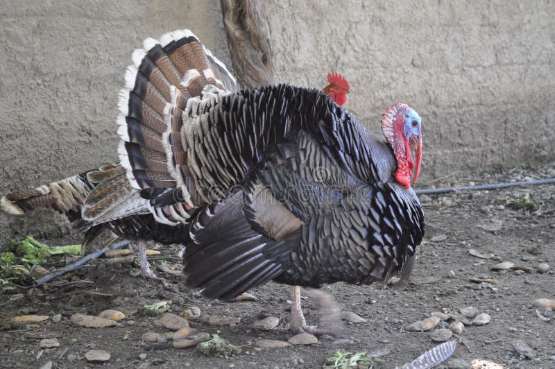 The Beautiful Animal Turkey in the Natural Environment Stock Image ...