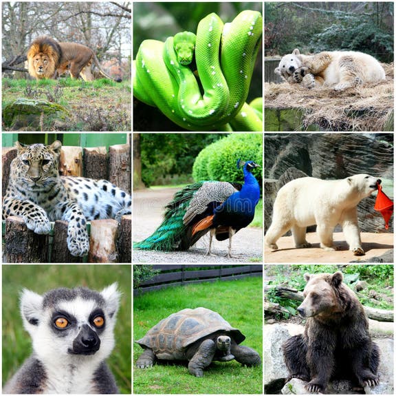 683,740 Beautiful Animals Stock Photos - Free & Royalty-Free Stock ...