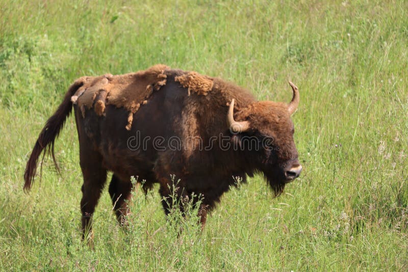 Beautiful Animals Of Different Type Variety Nature Example Of Life ...