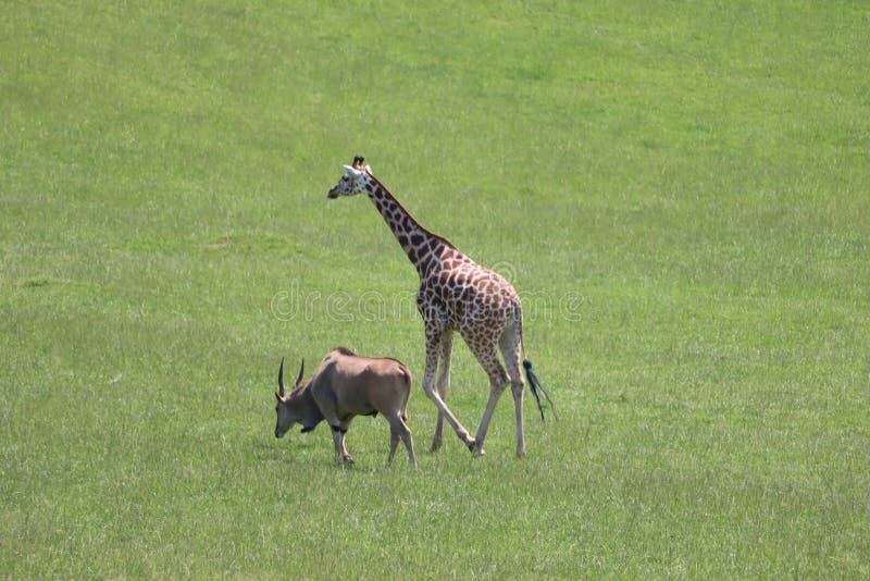 Beautiful Animals of Different Type Variety Nature Example of Life ...