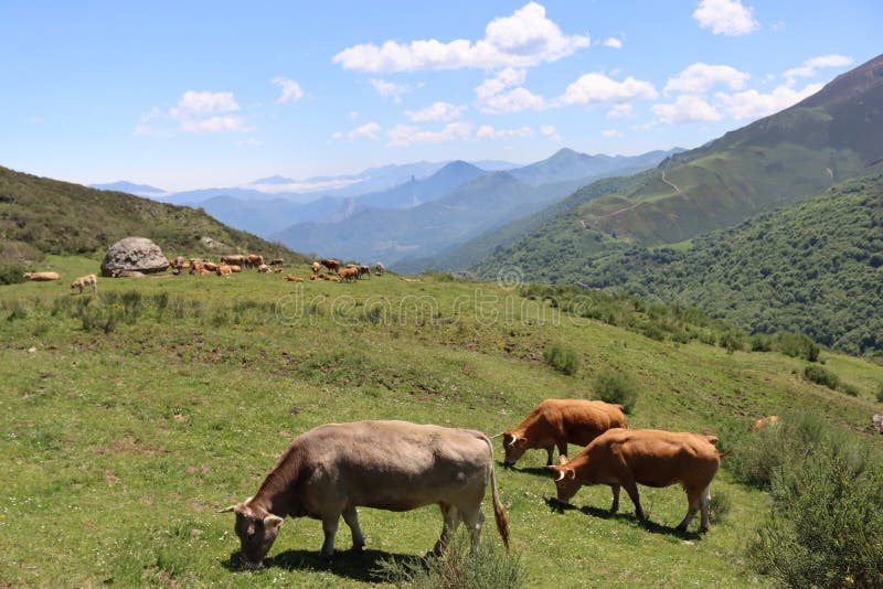 Beautiful Animals of Different Type Variety Nature Example of Life ...