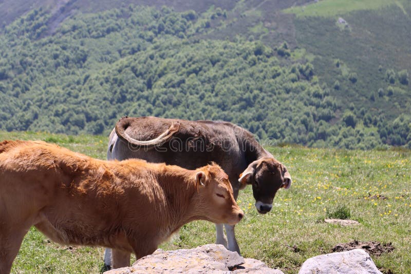 Beautiful Animals of Different Type Variety Nature Example of Life ...