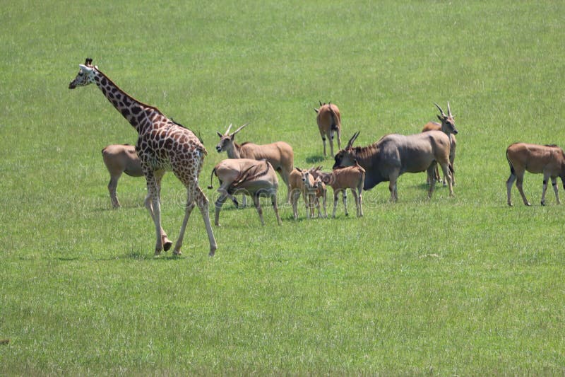 Beautiful Animals of Different Type Variety Nature Example of Life ...