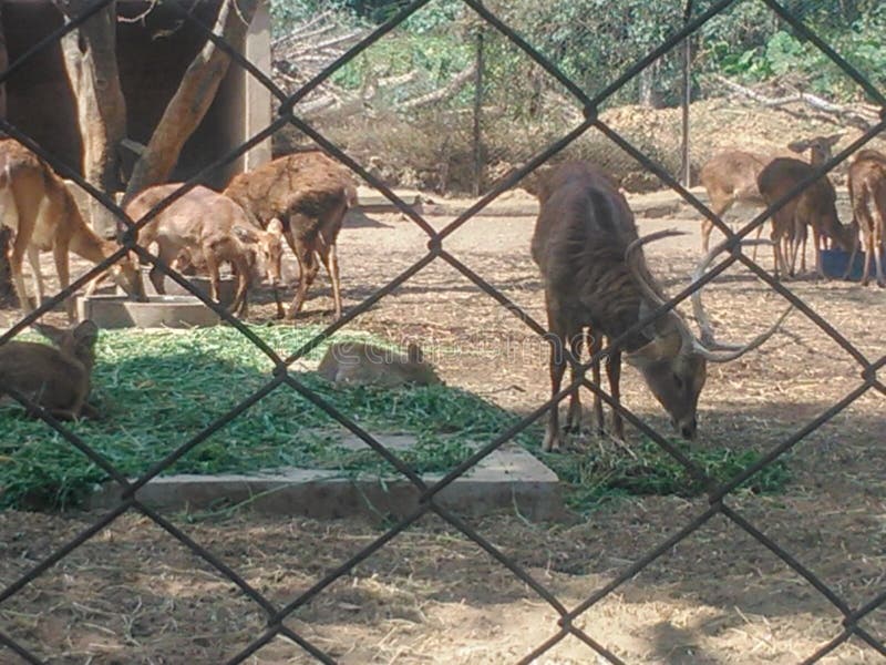 Beautiful Animals in Zoo Park Stock Image - Image of outdoor, beautiful ...