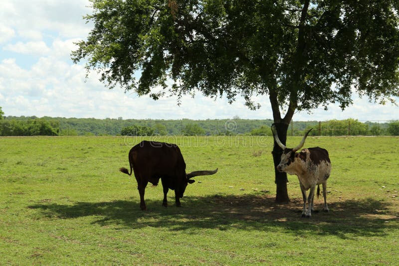 Beautiful Ankole Cows Near Tree in Safari Park Stock Photo - Image of ...