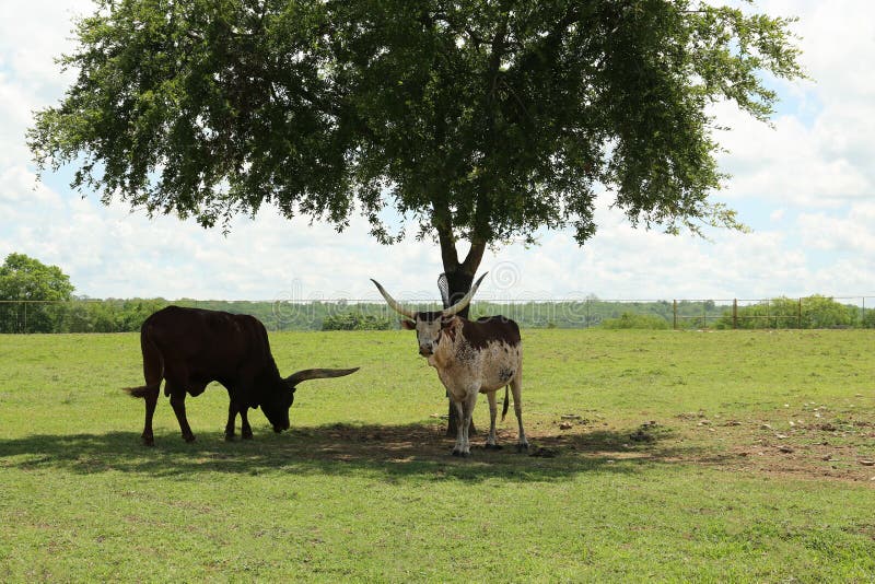 Beautiful Ankole Cows Near Tree in Safari Park Stock Image - Image of ...