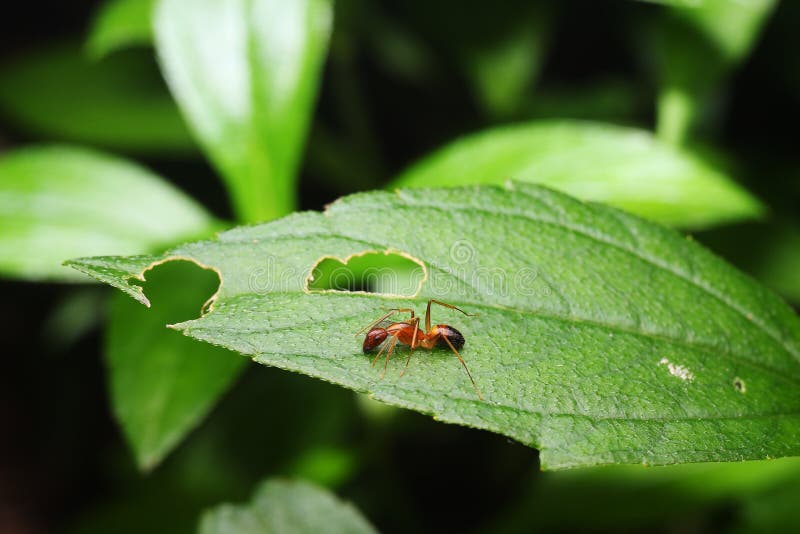 Beautiful ant stock photo. Image of wildlife, material - 22275076