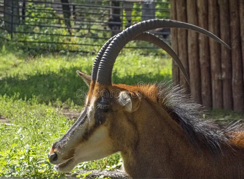 Beautiful Antelope with Two Horns is Seen Gracefully Walking Across a ...