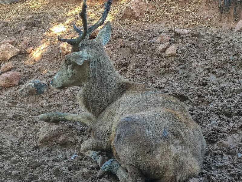 Alone antelope in Africa stock image. Image of africa - 27282643