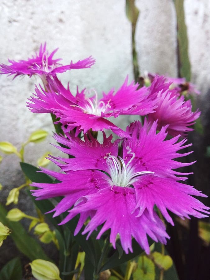 Beautiful anyelir pink stock image. Image of anyelir - 268782785